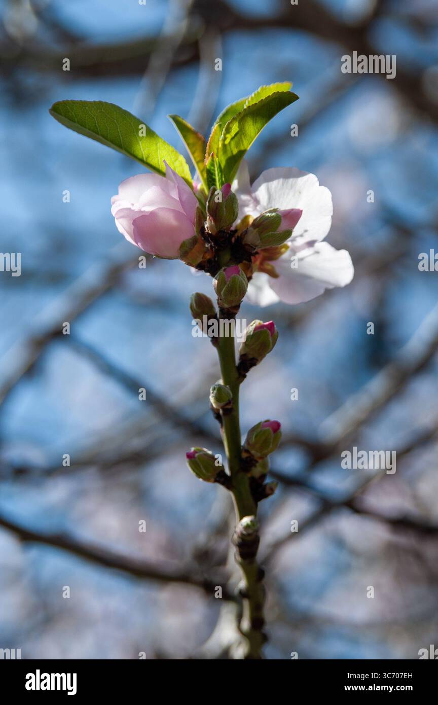 Almond blossoms and new, pink buds on a tree branch in springtime Stock ...