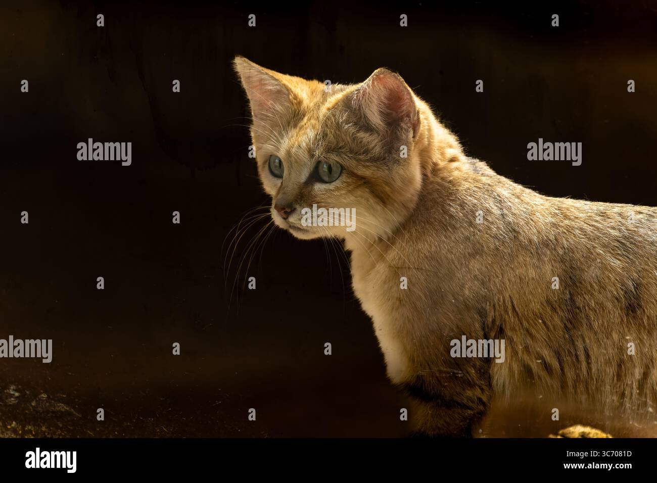 Sand cat (Felis margarita) The first sand cat known to scientists was ...