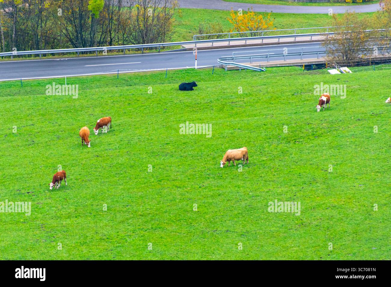 Dairy cows in the austrian alps hi-res stock photography and images - Alamy