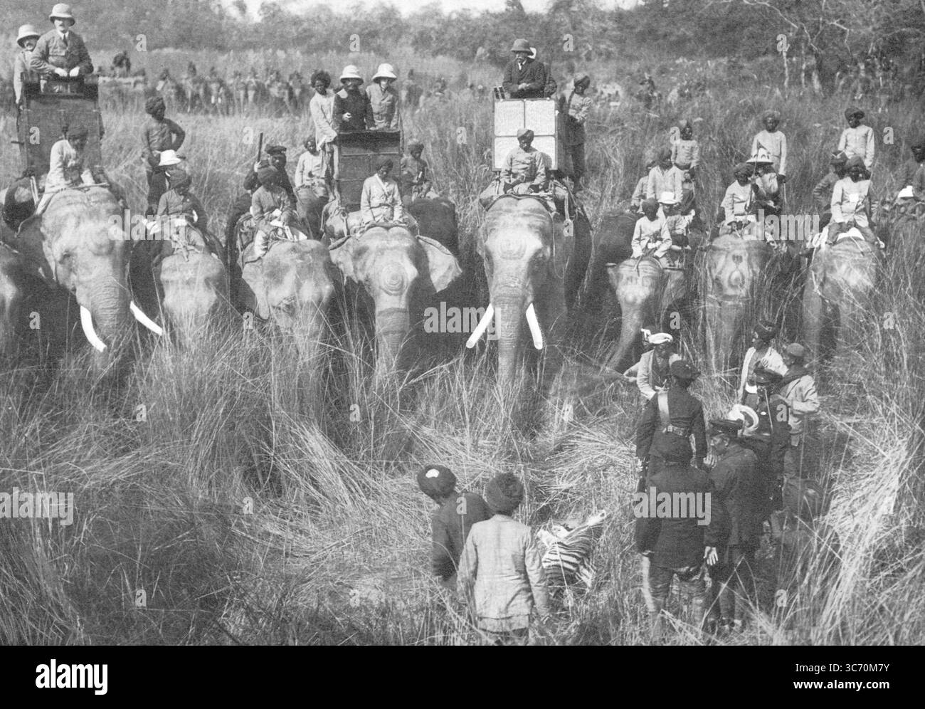 King Edward VII View of a tiger shot by the King during his tour of ...