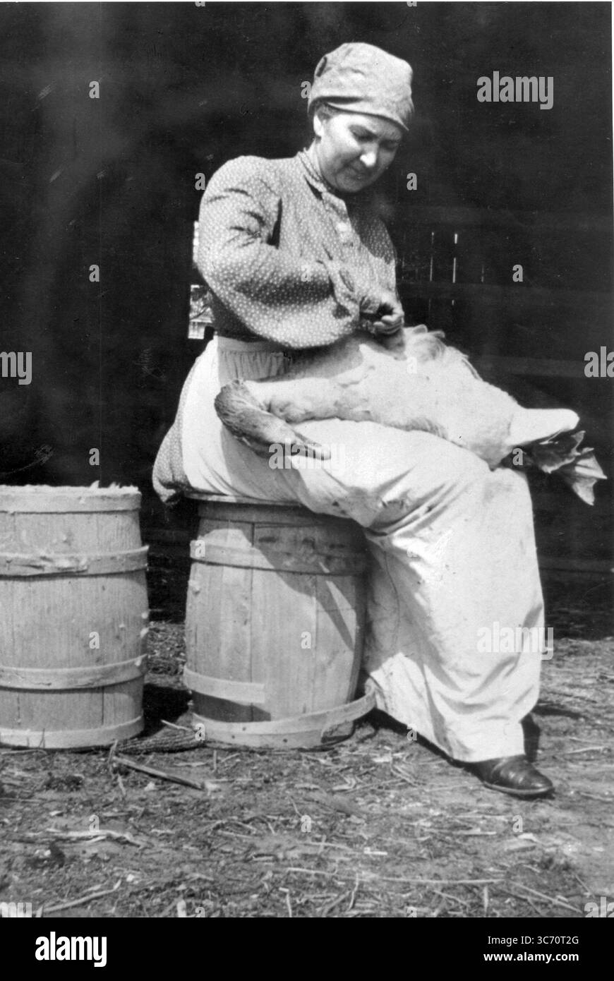 Farm woman plucking a goose. 1904 Stock Photo - Alamy