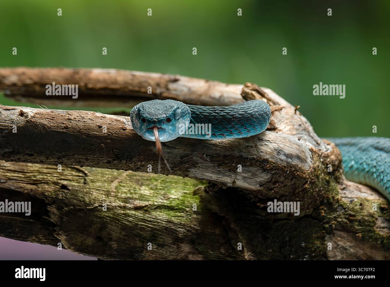 Portrait of blue insularis pit viper Stock Photo - Alamy