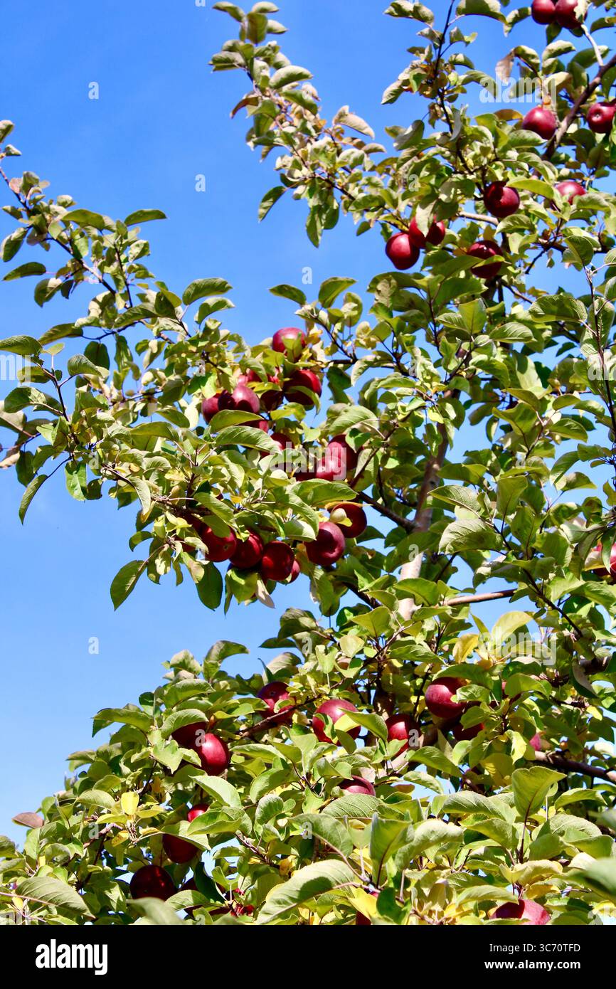 Red apples hanging from a green tree under a bright blue sky Stock ...