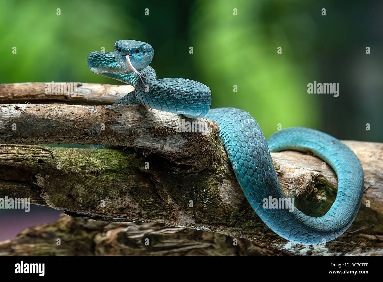 Portrait of blue insularis pit viper Stock Photo - Alamy