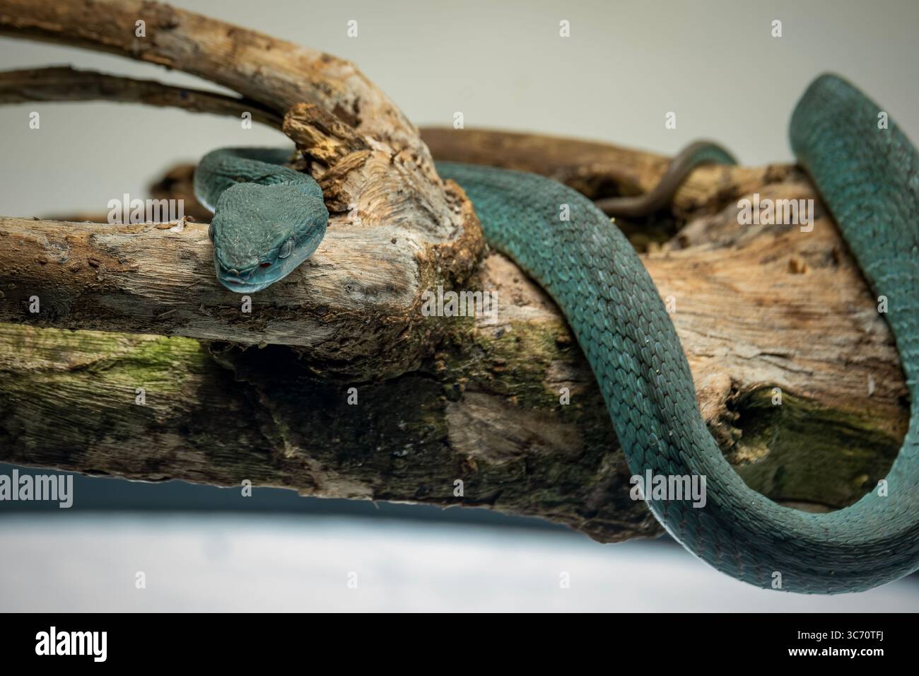 Portrait of blue insularis pit viper Stock Photo - Alamy