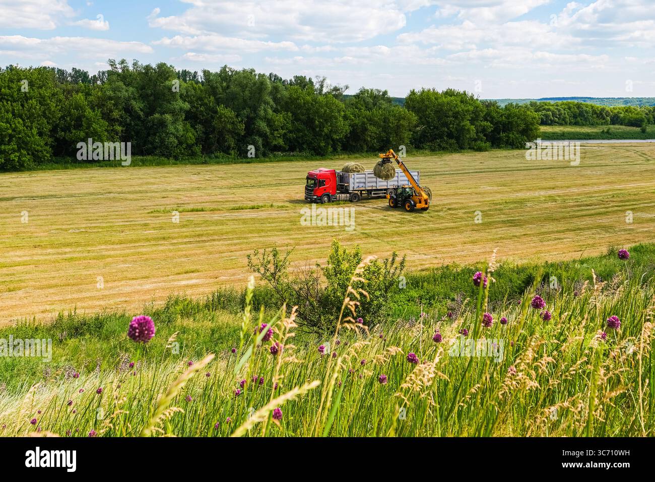 A ranch worker moving bales of hay with a farm tractor on a ranch. High ...