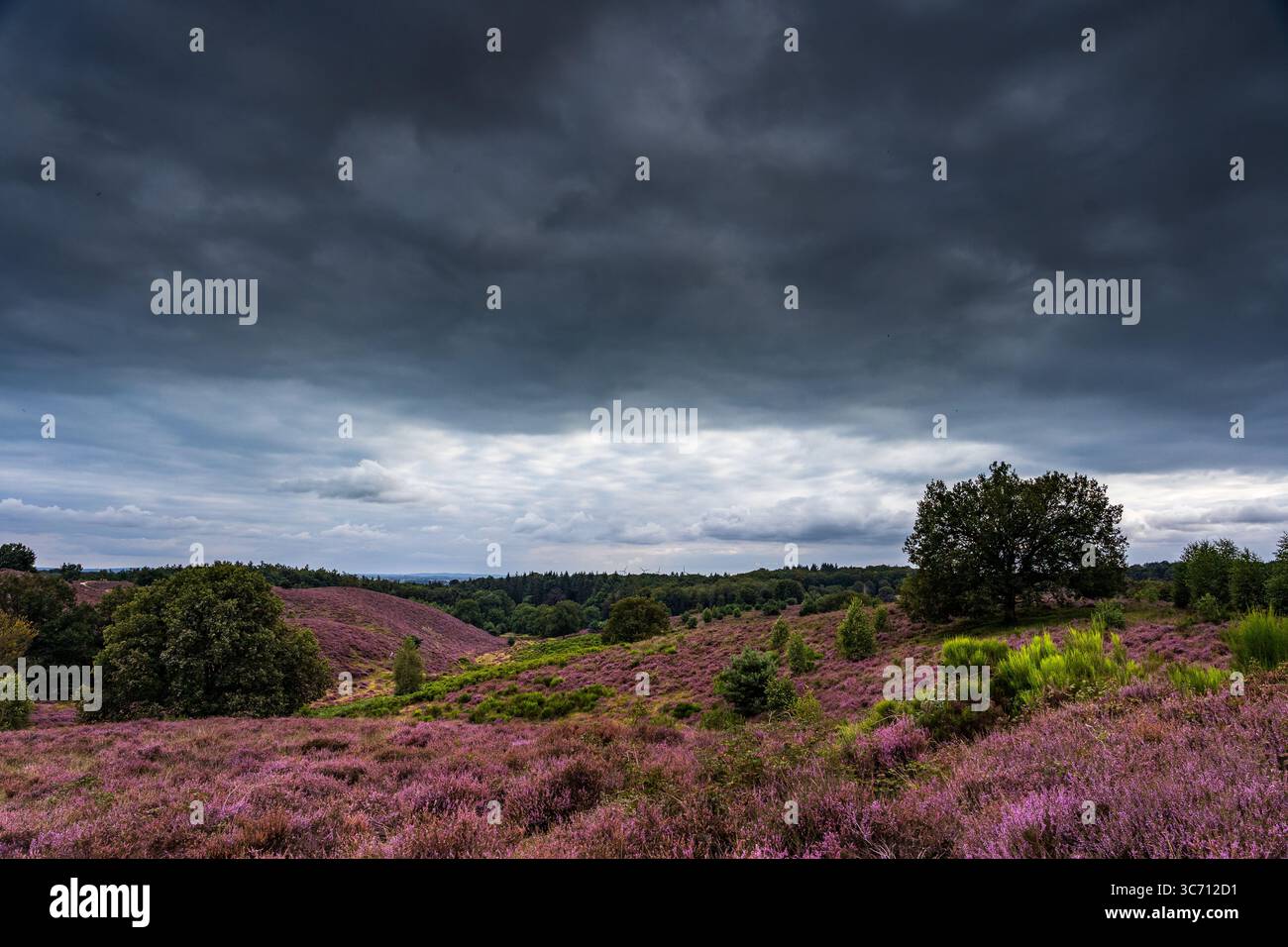 Storm Clouds Over Heather Fields in Veluwe Zuiderheide, Netherlands ...