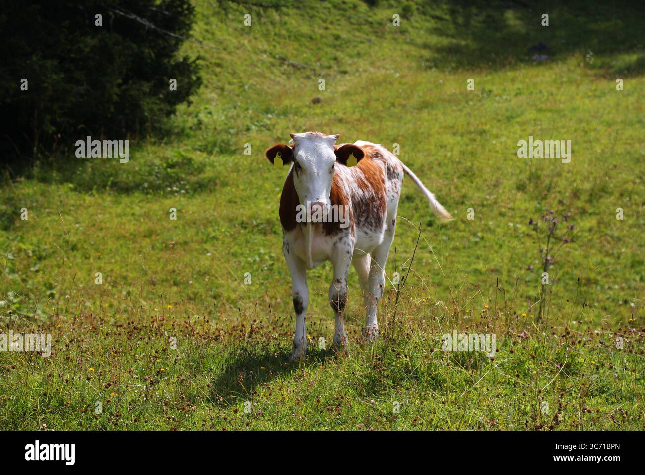 Hinterwalder hi-res stock photography and images - Alamy