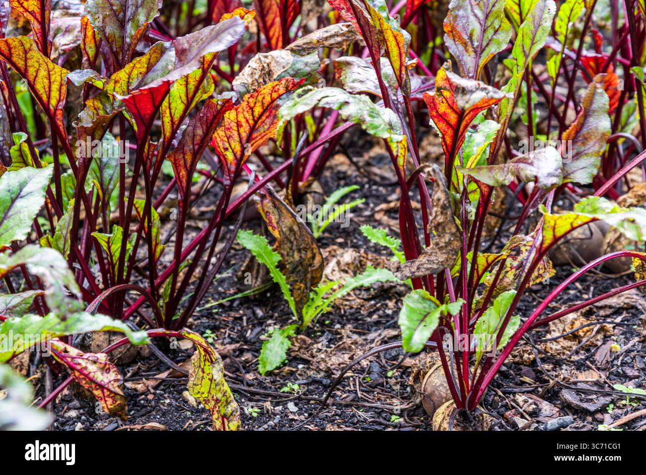 Young plants beet in hi-res stock photography and images - Alamy