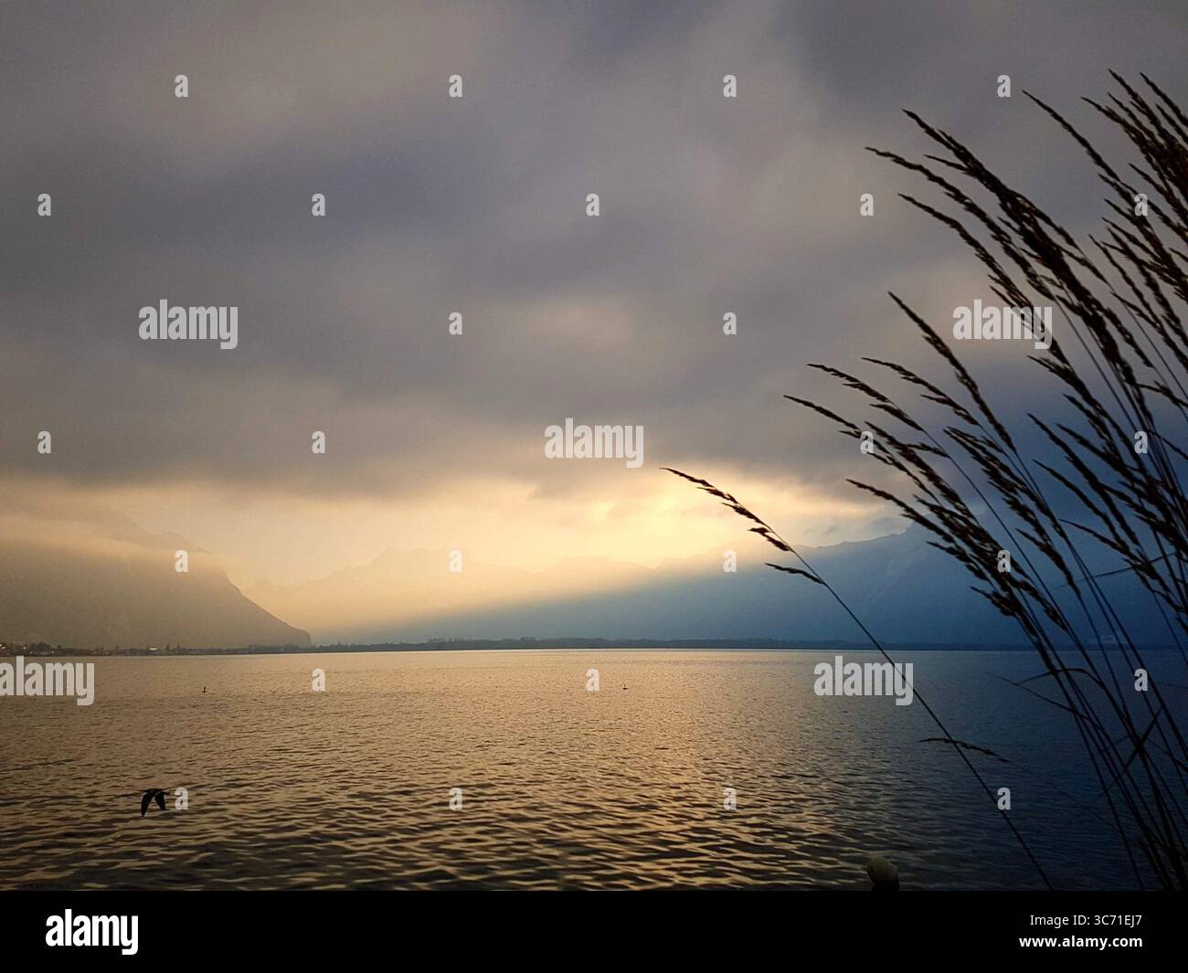 Unique winter evening atmosphere on Lake Geneva with sunset colors and ...