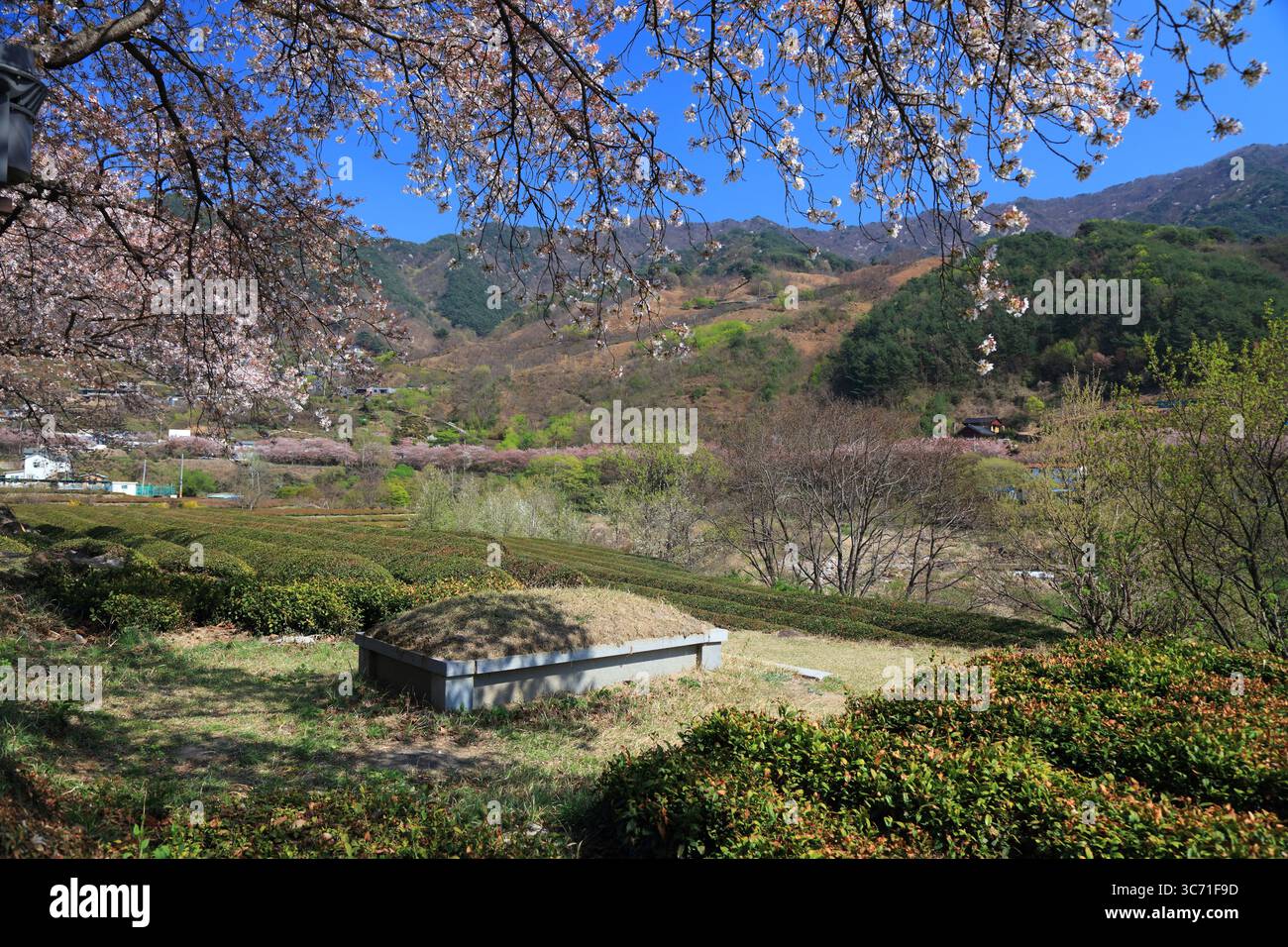 Ancestors tomb among tea fields and cherry blossoms in Hwagae, Hadong ...