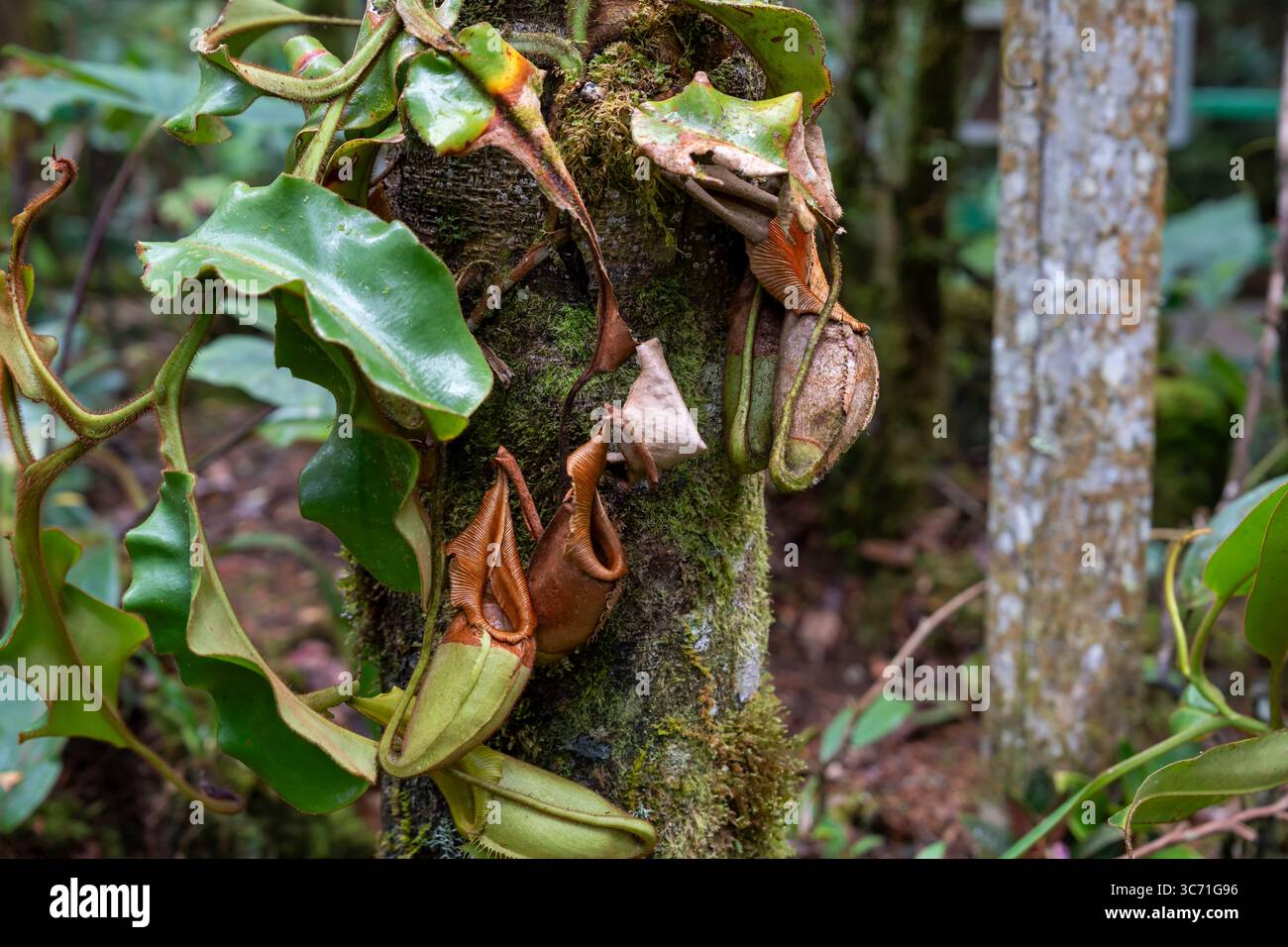 Close up of Nepenthes Veitchii pitcher plant in Kinabalu national park ...