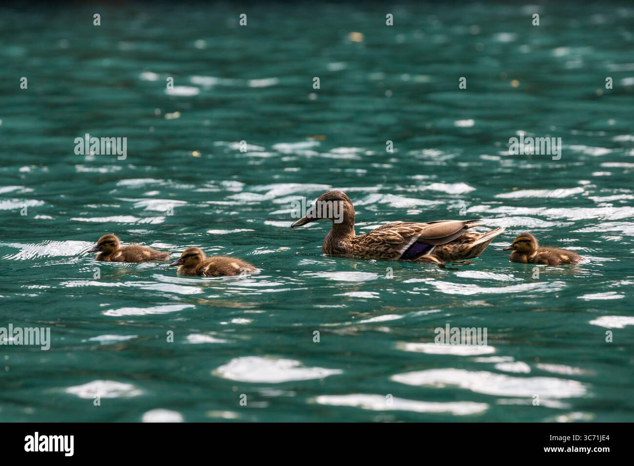 Mother duck peacefully swimming with her three ducklings on a clear ...