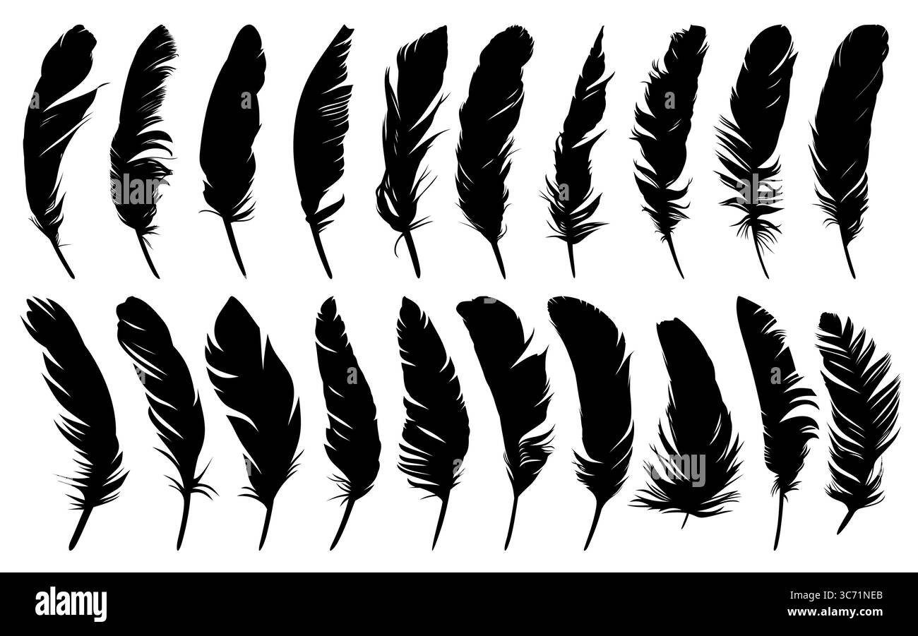 Types bird feathers Cut Out Stock Images & Pictures - Alamy