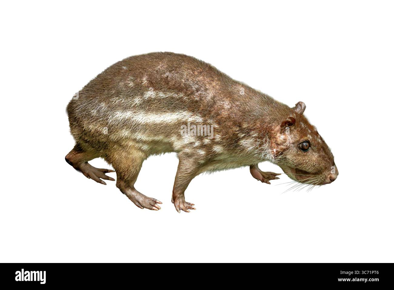 Side view of a lowland paca walking cautiously, featuring its ...