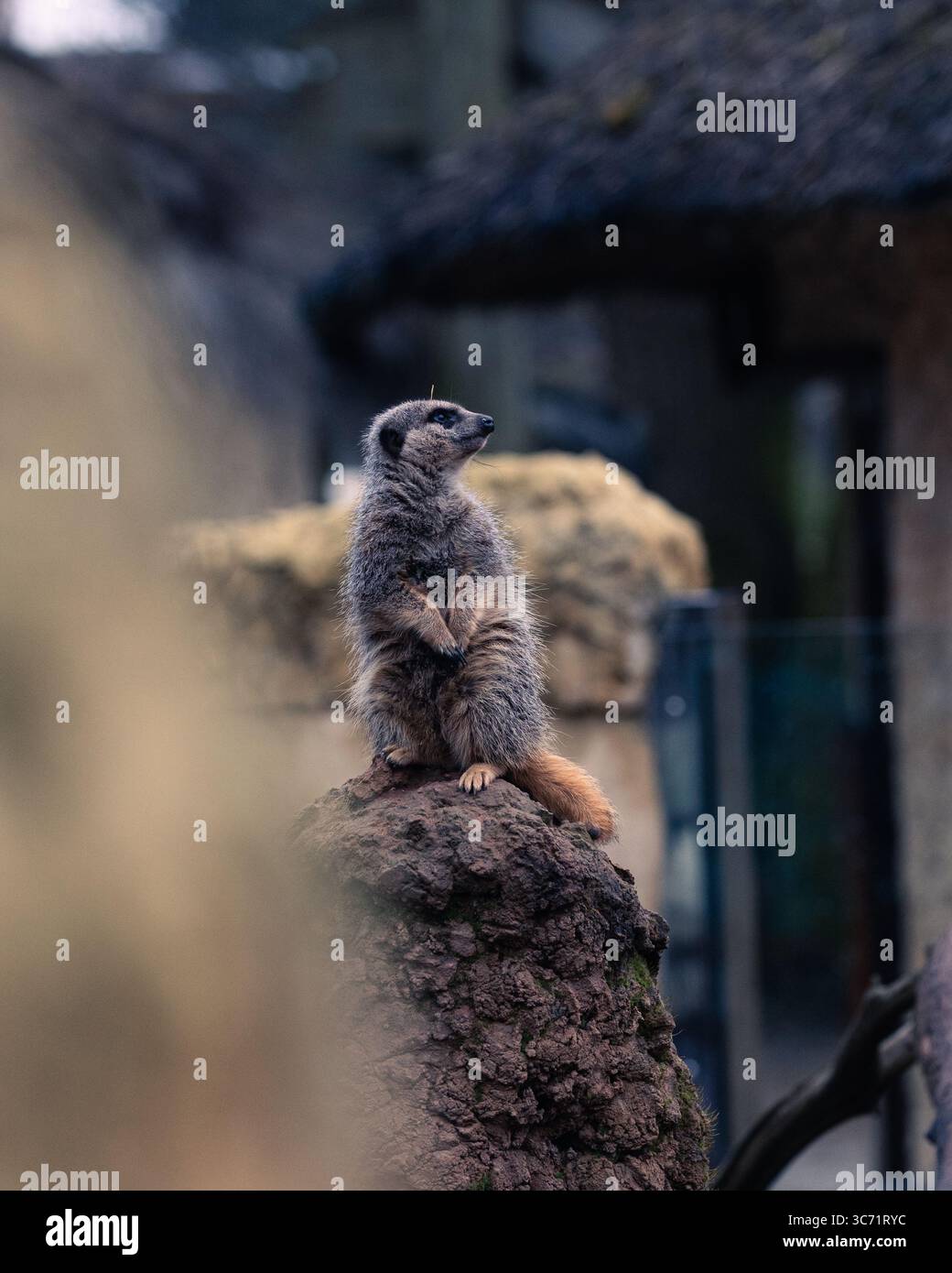 Portrait meerkat looking distance hi-res stock photography and images ...
