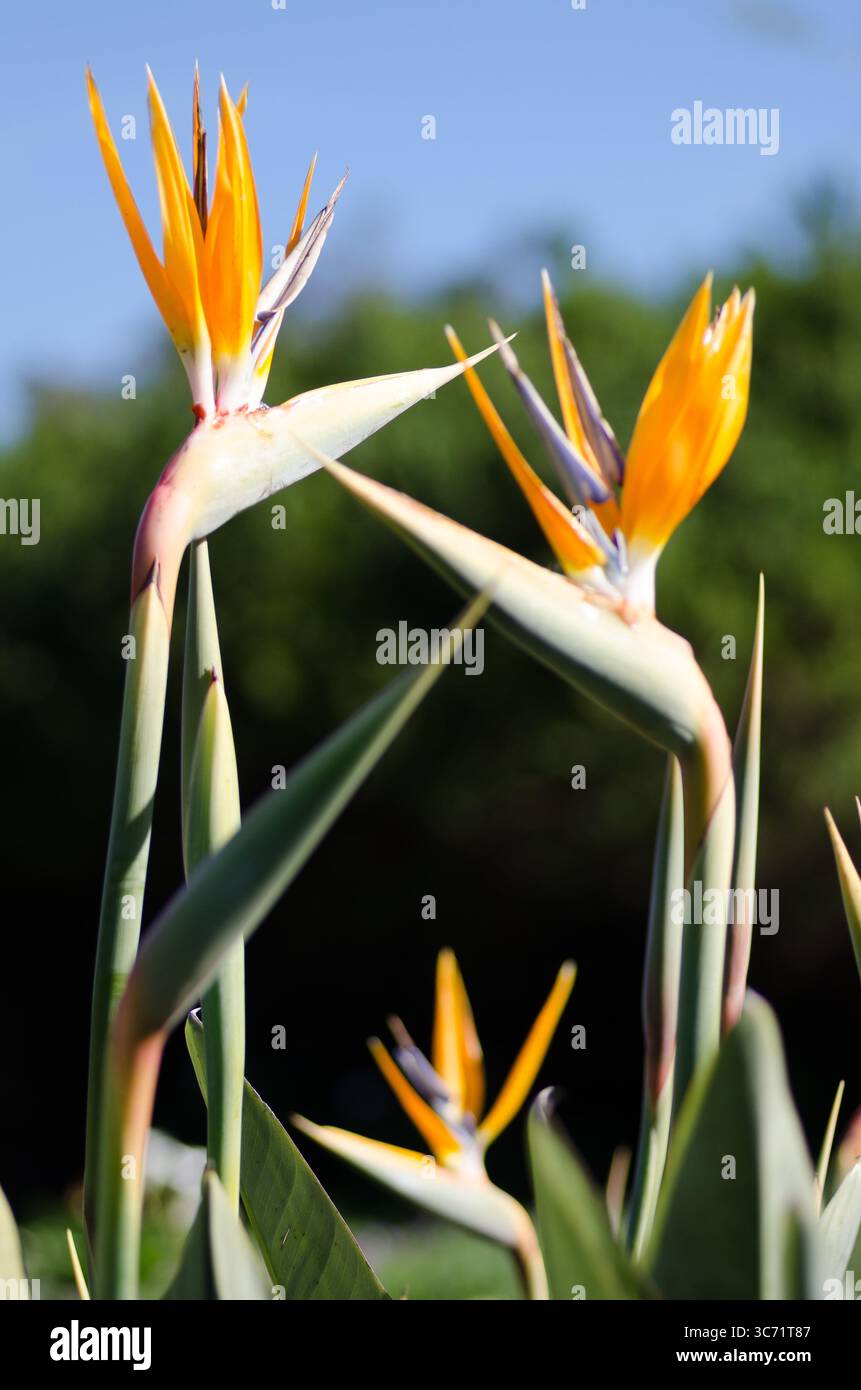 Strelitzia reginae (Bird of Paradise) flowers display their vibrant ...