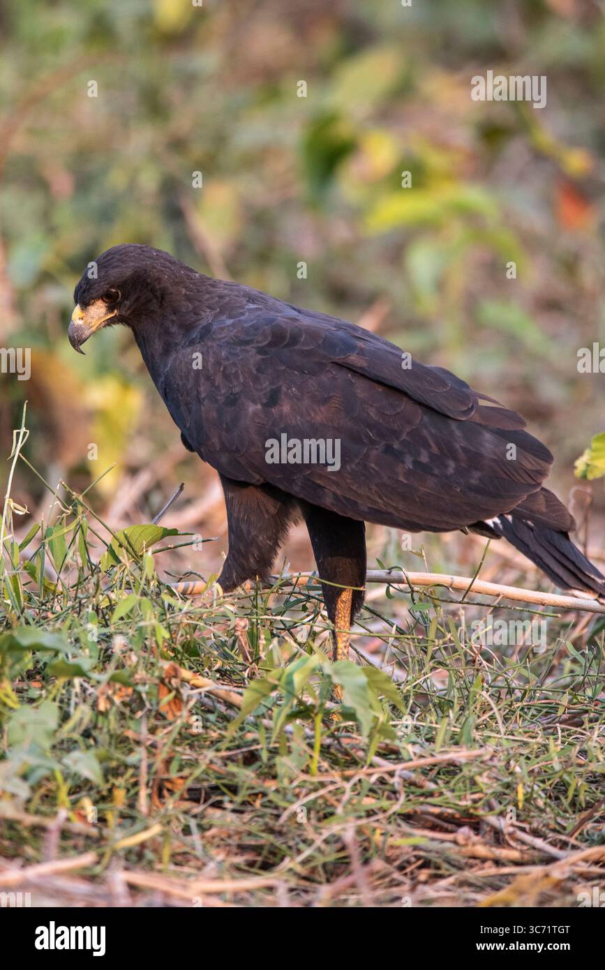 Great black hawk, in Pantanal Forest environment, Brazil. (Buteogallus ...