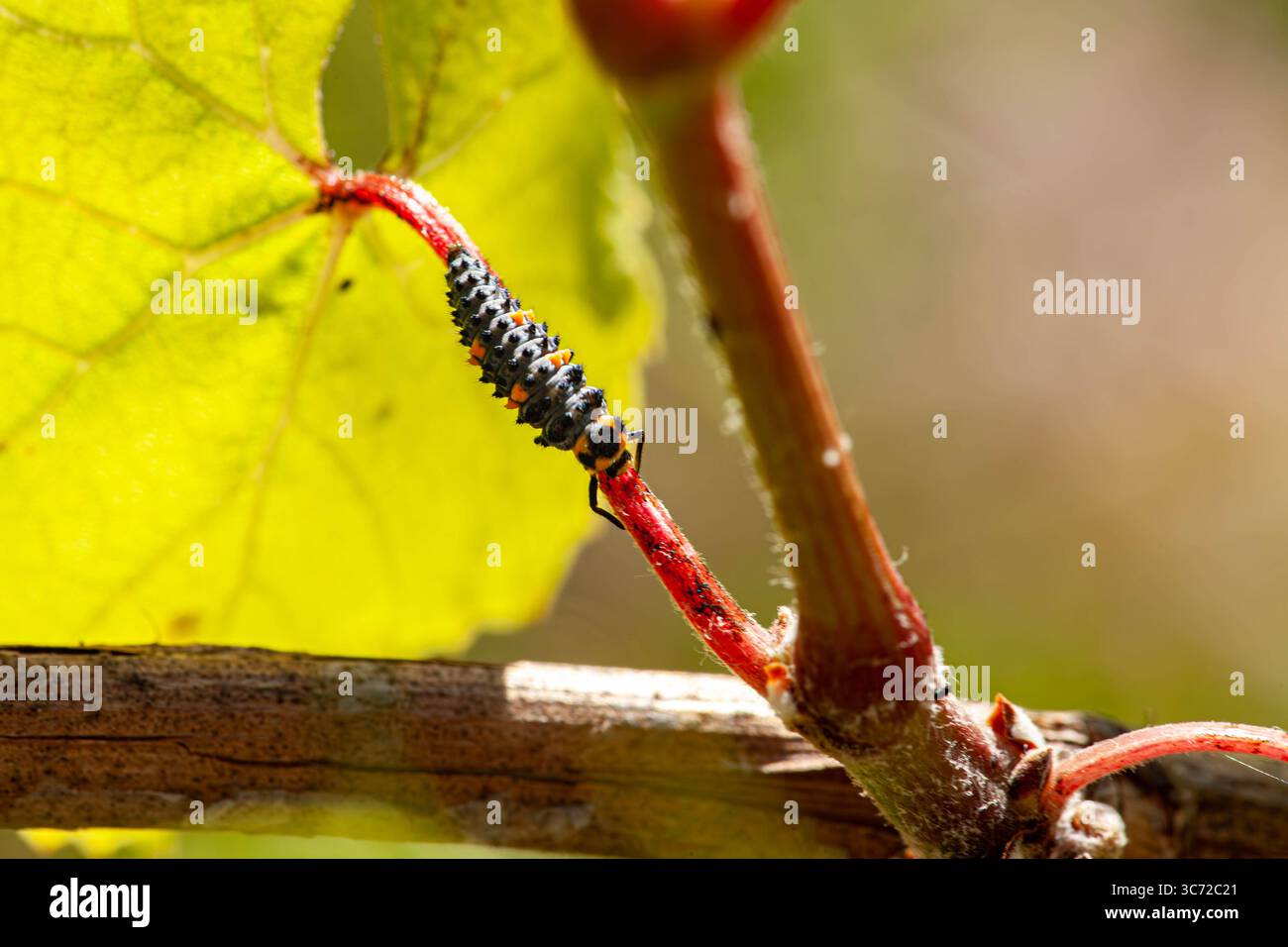 A striking macro photograph reveals a dark-colored larva, possibly an ...