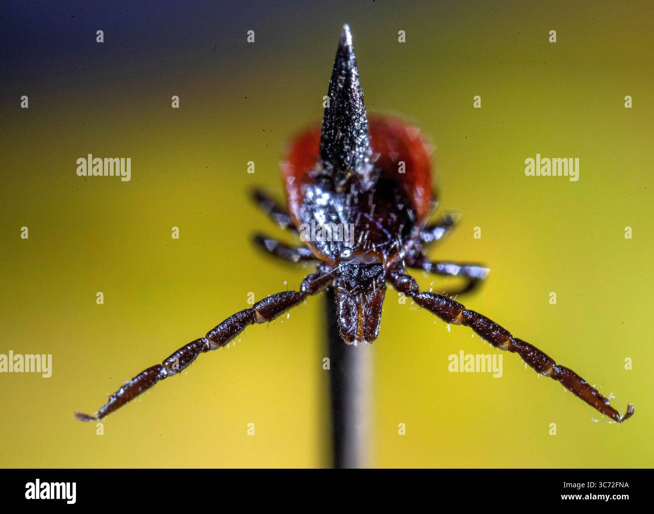 Impaled on a needle hi-res stock photography and images - Alamy