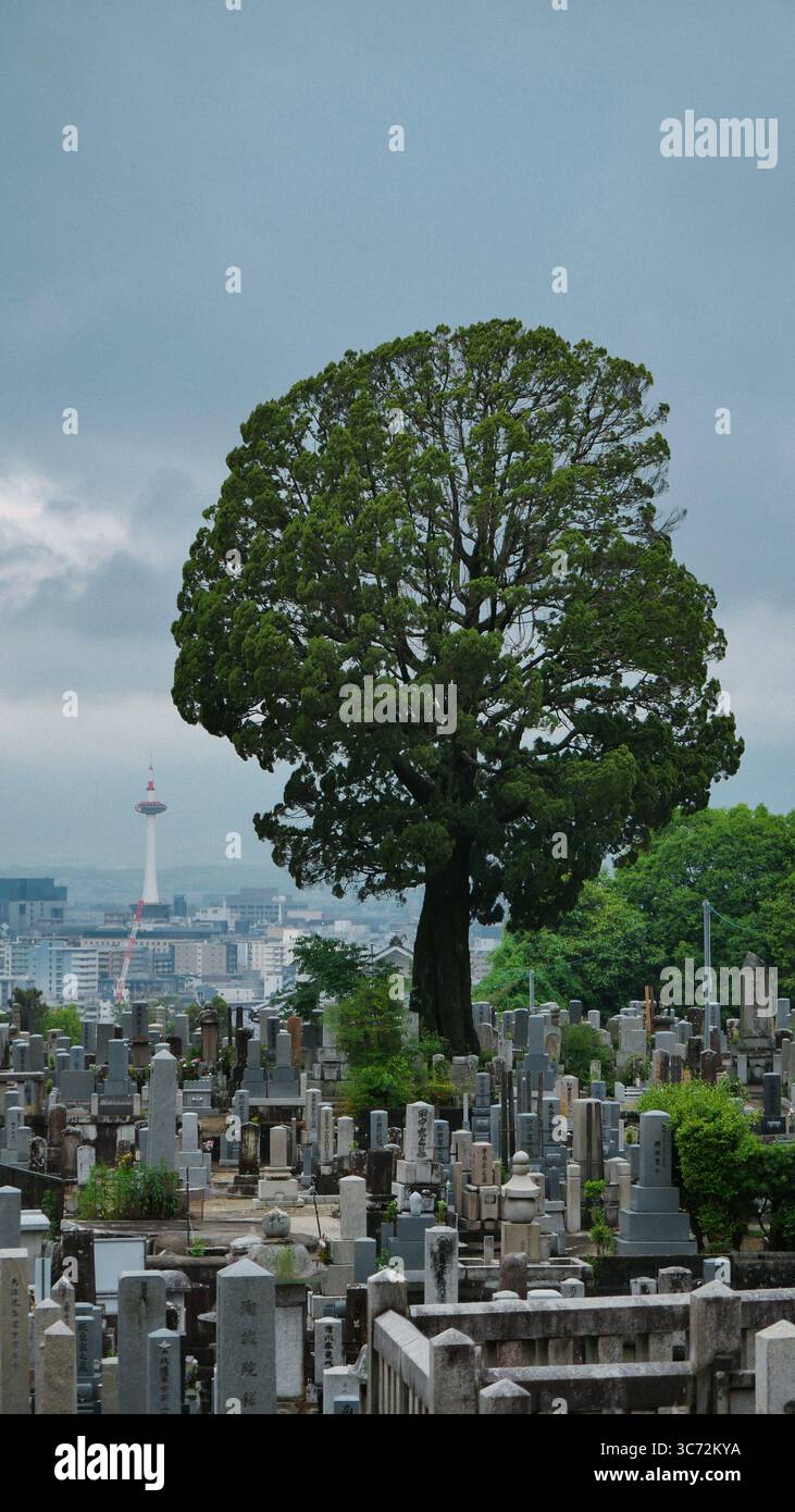 Large tree towering over a traditional cemetery in Kyoto, Japan, with ...
