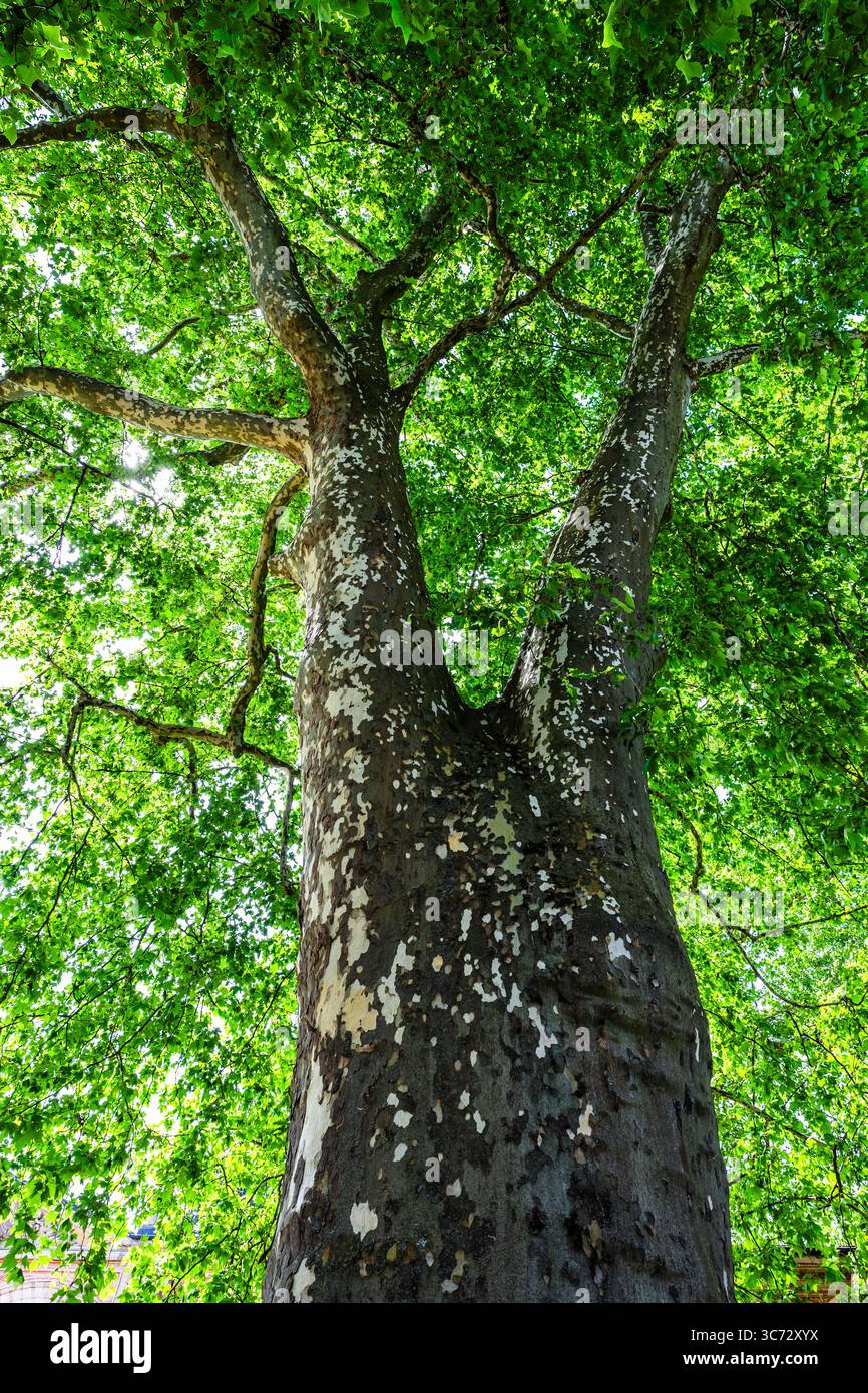 Large beautiful sycamore tree hi-res stock photography and images - Alamy