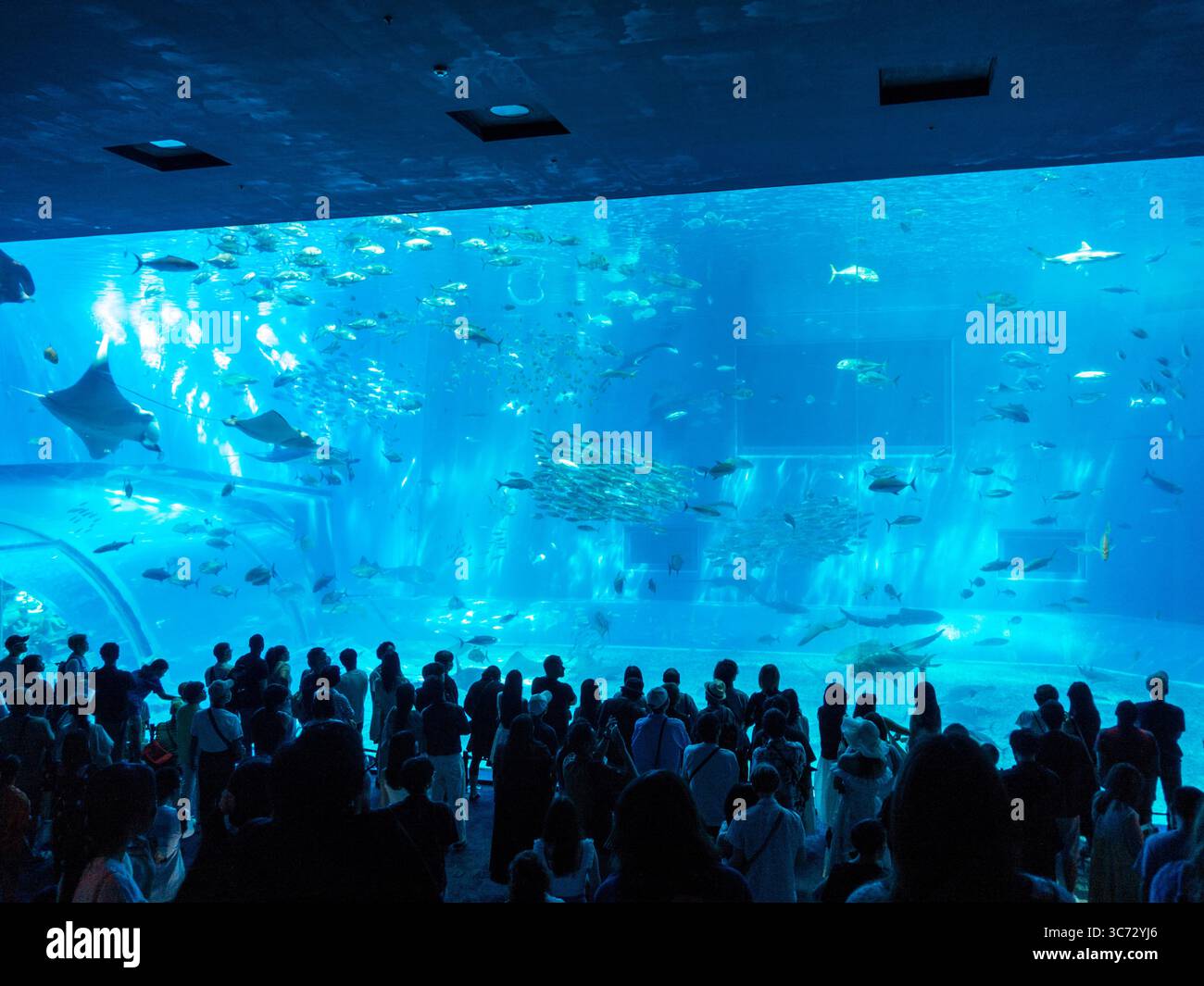 Okinawa ocean expo aquarium hi-res stock photography and images - Alamy