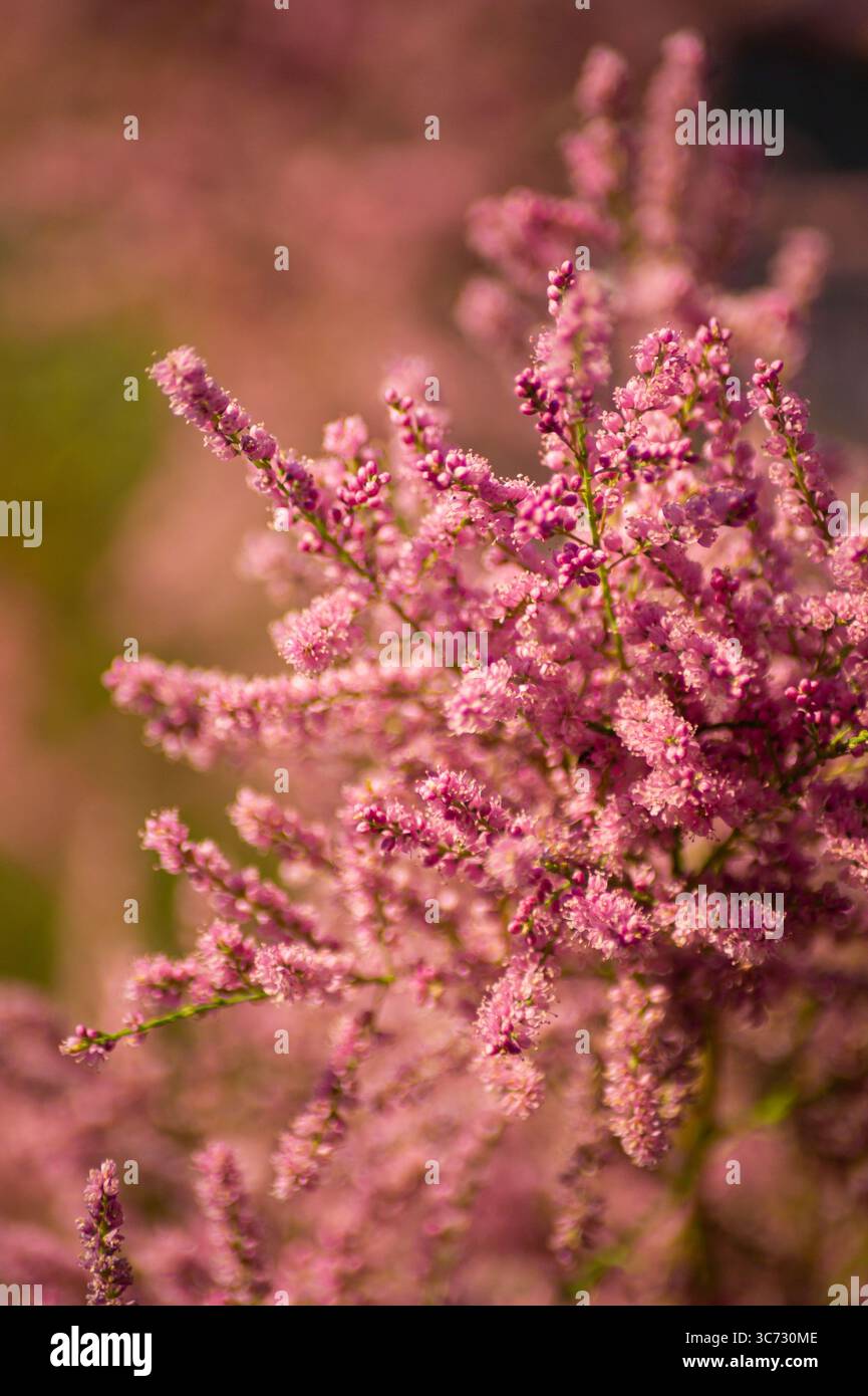 Soft pink flowers tamarix hi-res stock photography and images - Alamy