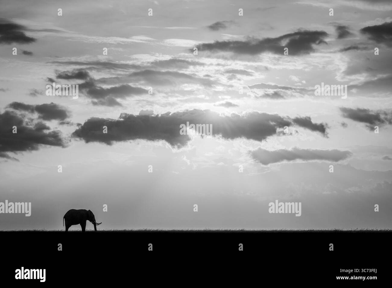 Mono African bush elephant on sunset horizon Stock Photo - Alamy
