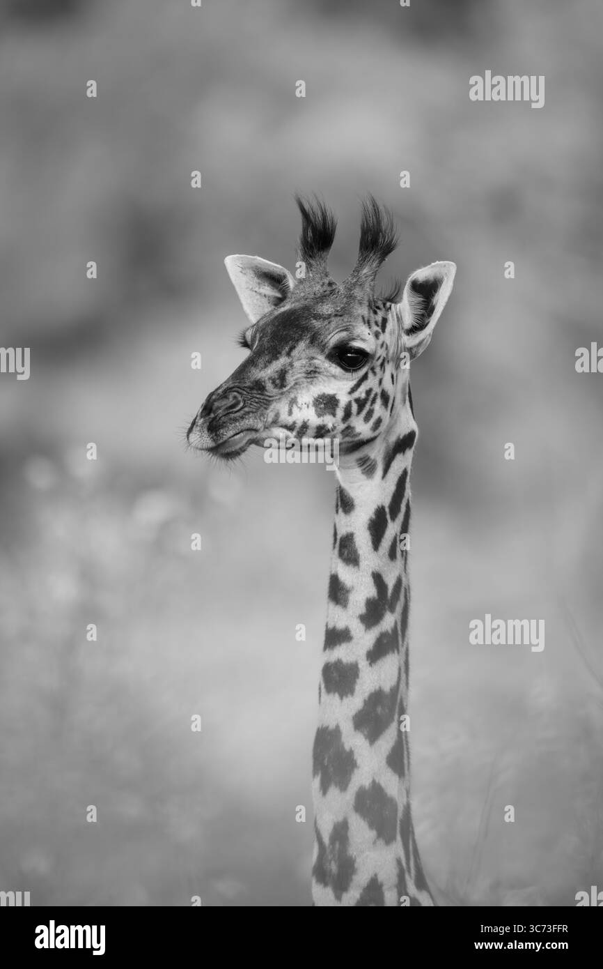 Giraffe portrait in black Black and White Stock Photos & Images - Alamy