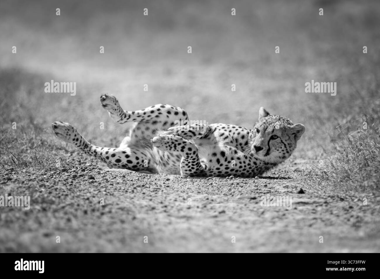 Back rolls Black and White Stock Photos & Images - Alamy