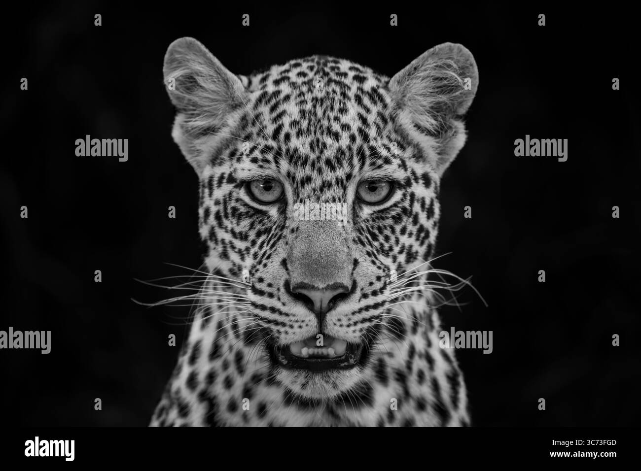 Facing north Black and White Stock Photos & Images - Alamy