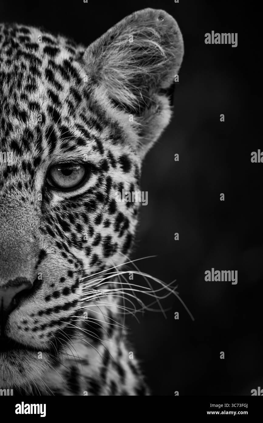 Close up portrait half male Black and White Stock Photos & Images - Alamy