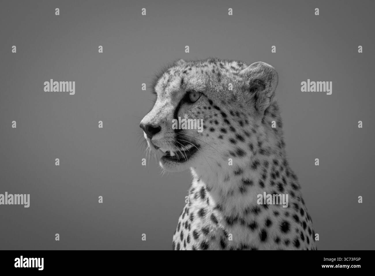 Mono close-up of cheetah against blue sky Stock Photo - Alamy