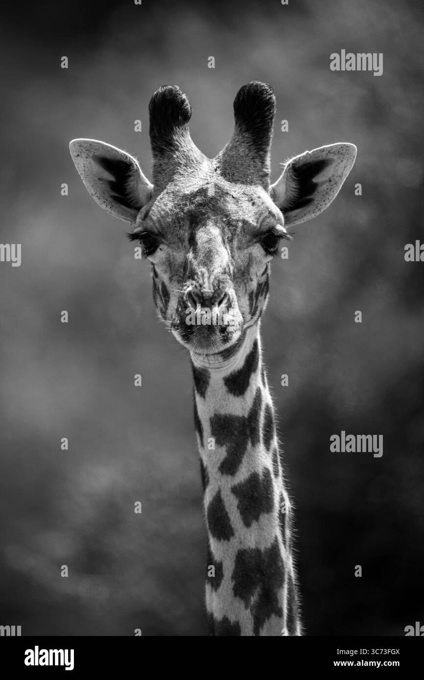 Maasai giraffe Black and White Stock Photos & Images - Alamy