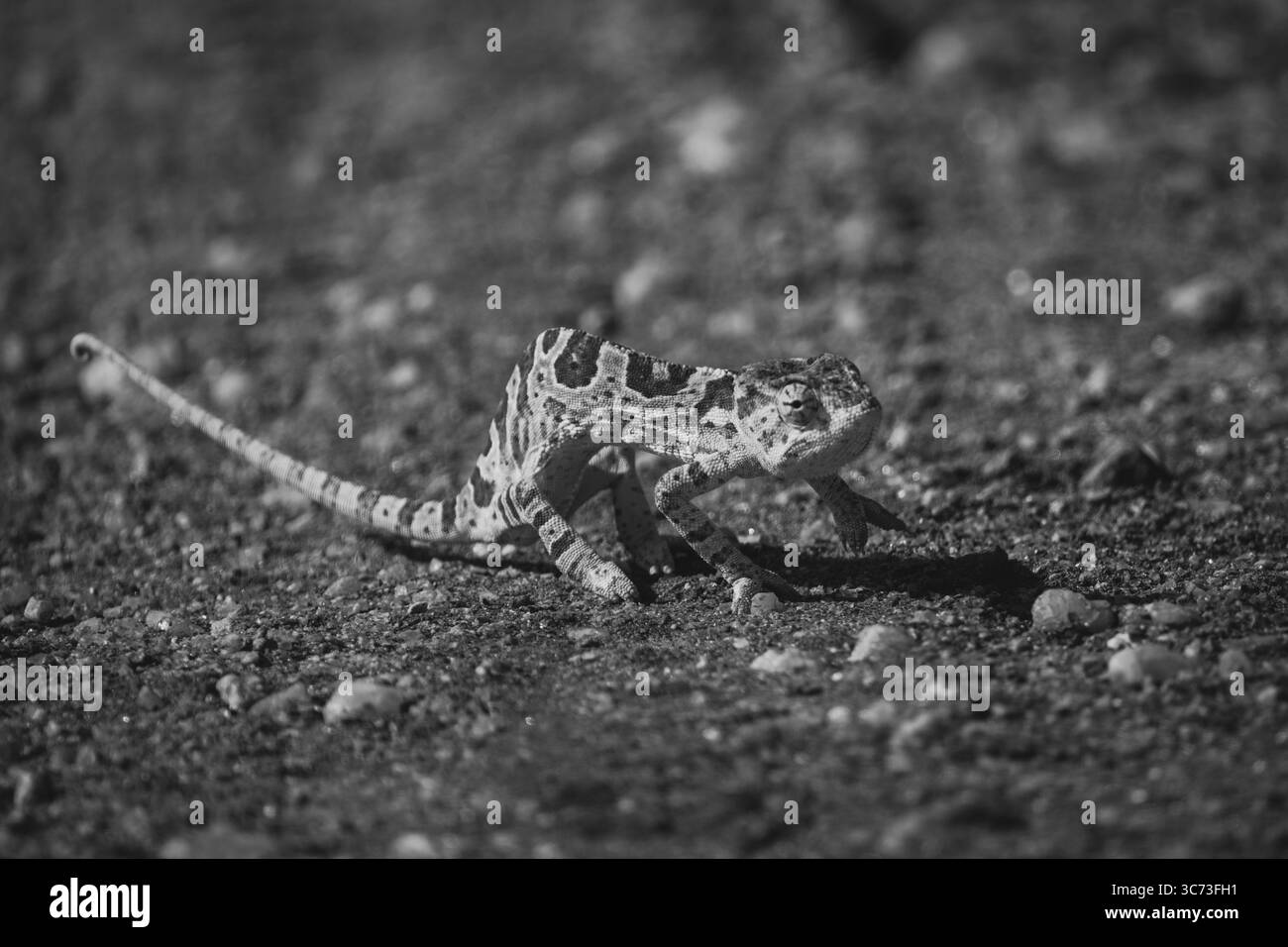 Mono flap-necked chameleon crossing track in sunshine Stock Photo - Alamy