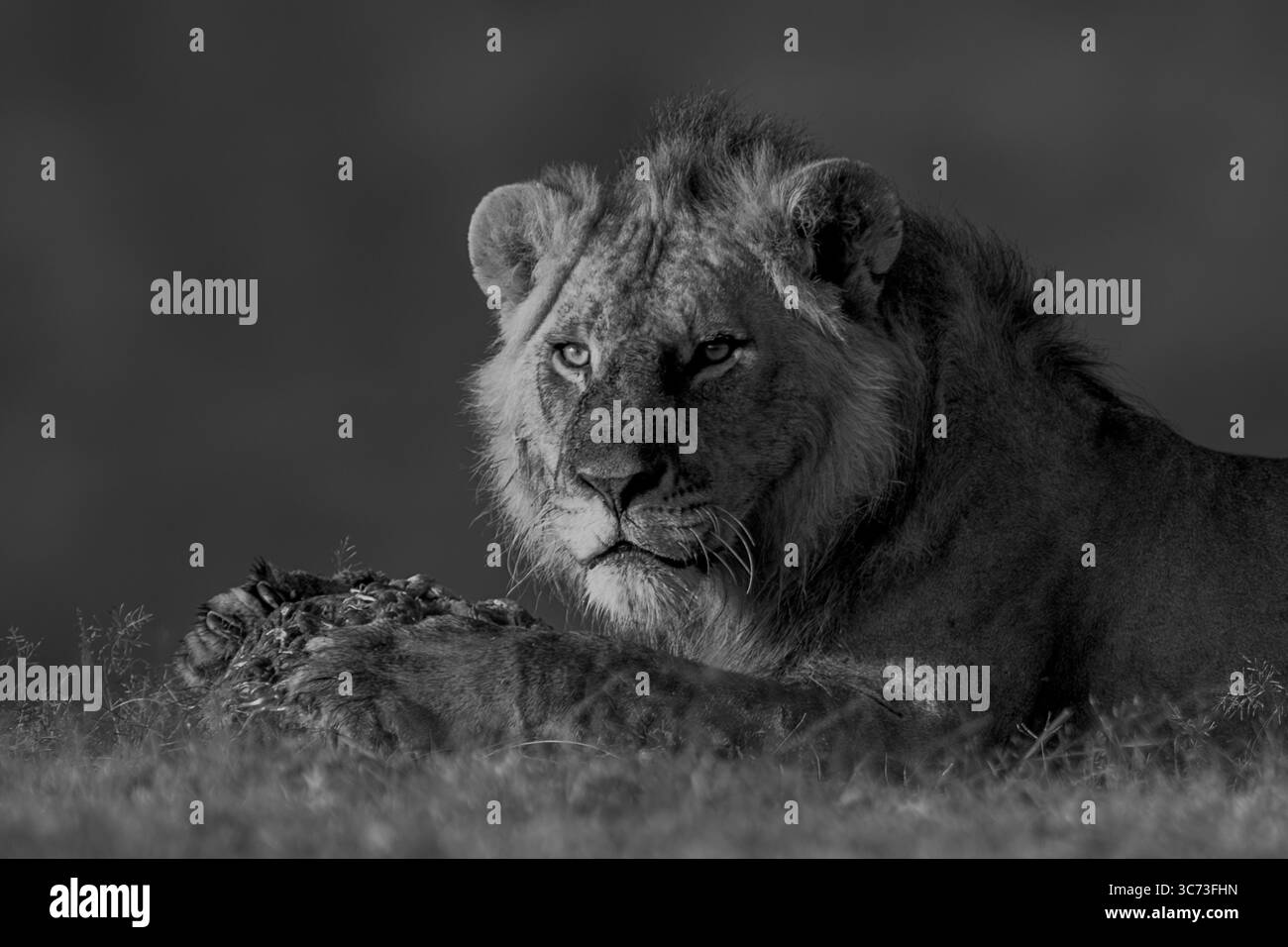 Lies in the grass Black and White Stock Photos & Images - Alamy