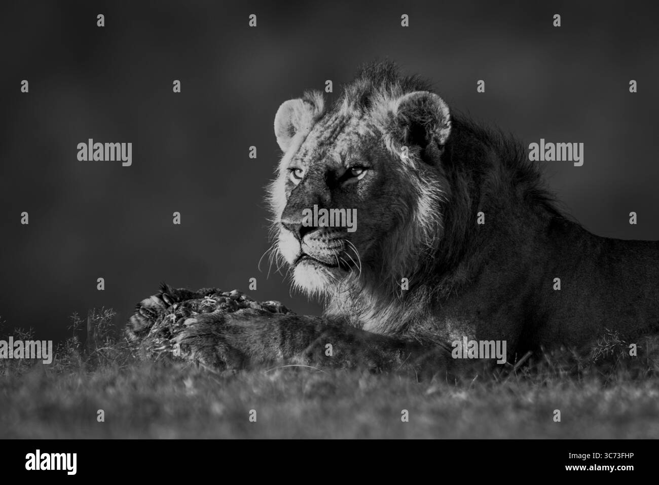 Wild male lion guarding hi-res stock photography and images - Alamy