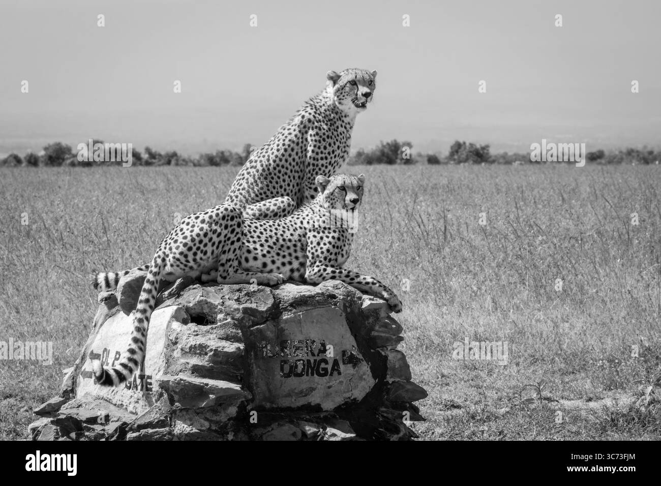Mono male cheetahs scan savanna on marker Stock Photo - Alamy