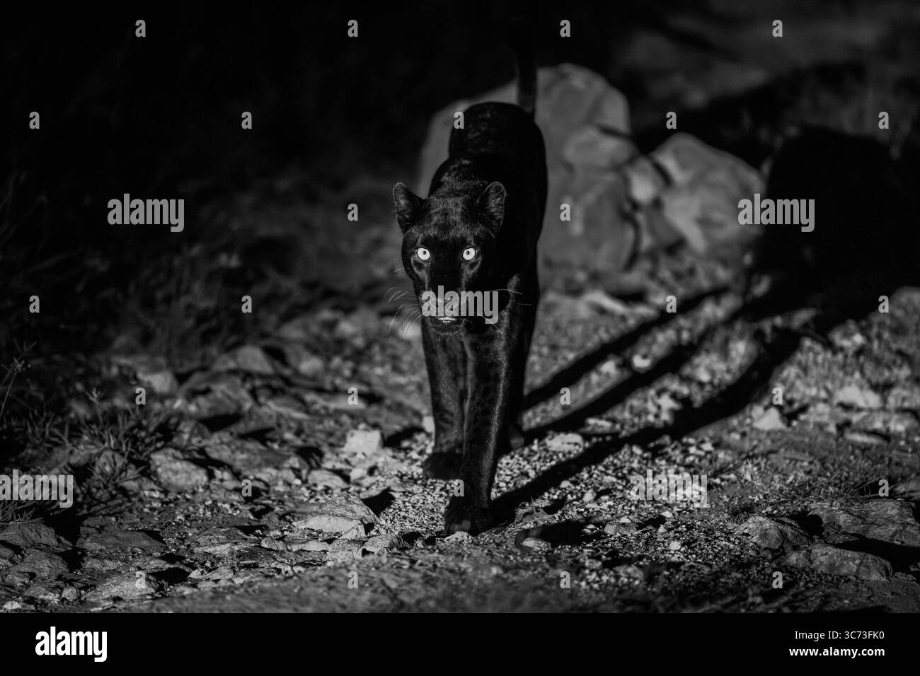 Panthera pardus pardus camera walk Black and White Stock Photos ...