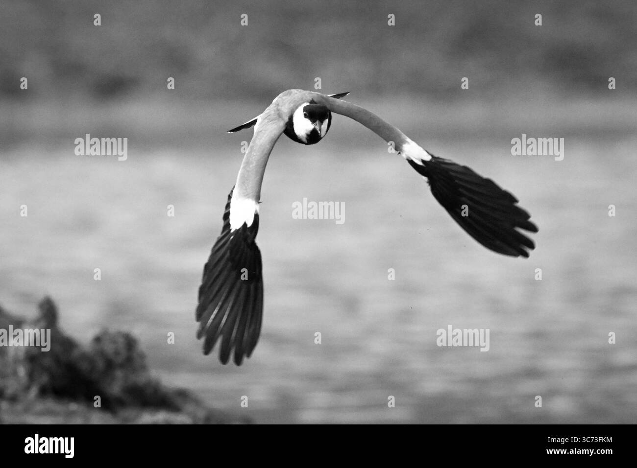 Mono spur-winged lapwing flaps wings crossing water Stock Photo - Alamy