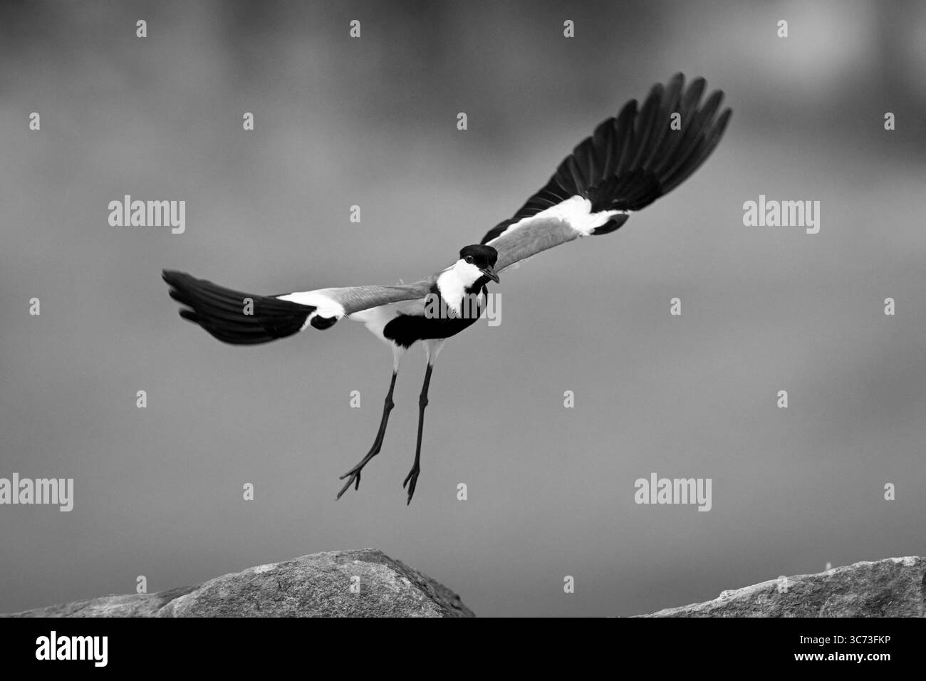 Mono spur-winged lapwing spreading wings taking off Stock Photo - Alamy