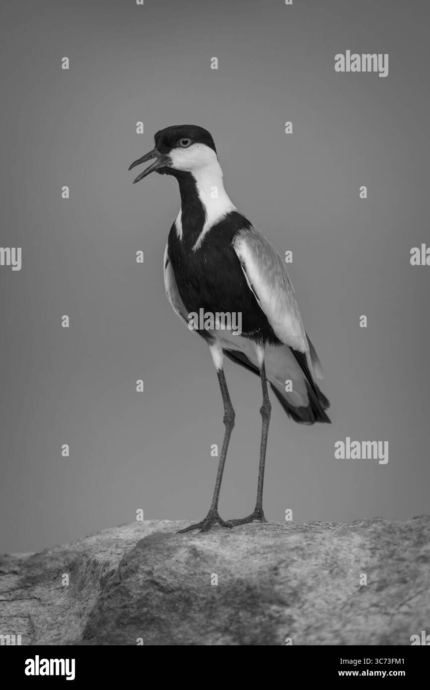 Mono spur-winged lapwing opens beak on rocks Stock Photo - Alamy