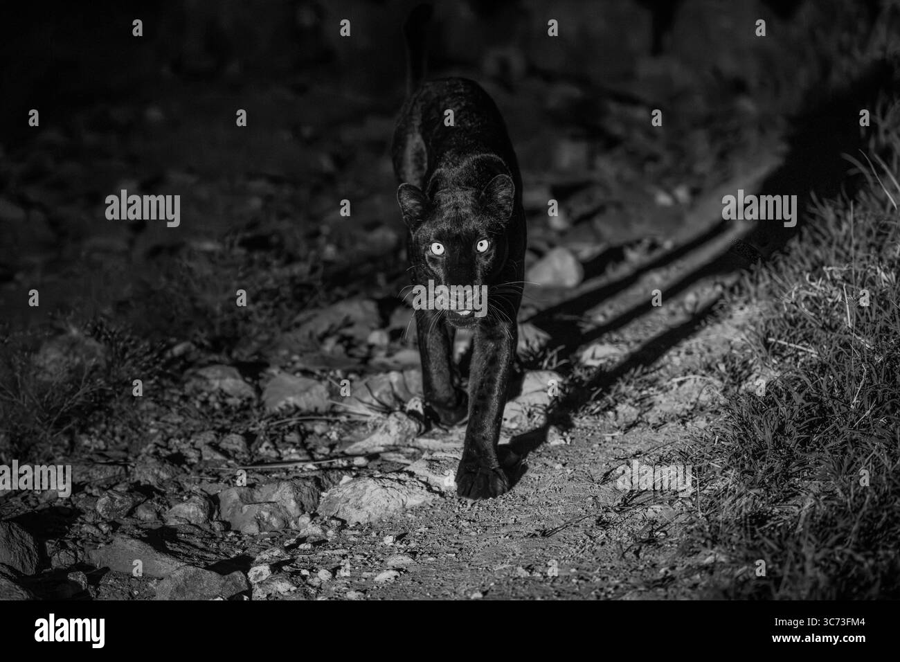 Mono panther walking towards camera at night Stock Photo - Alamy
