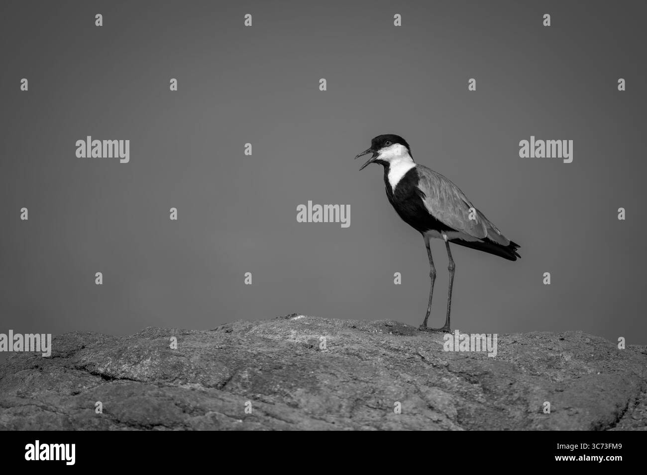 Mono spur-winged lapwing opens beak on rock Stock Photo - Alamy