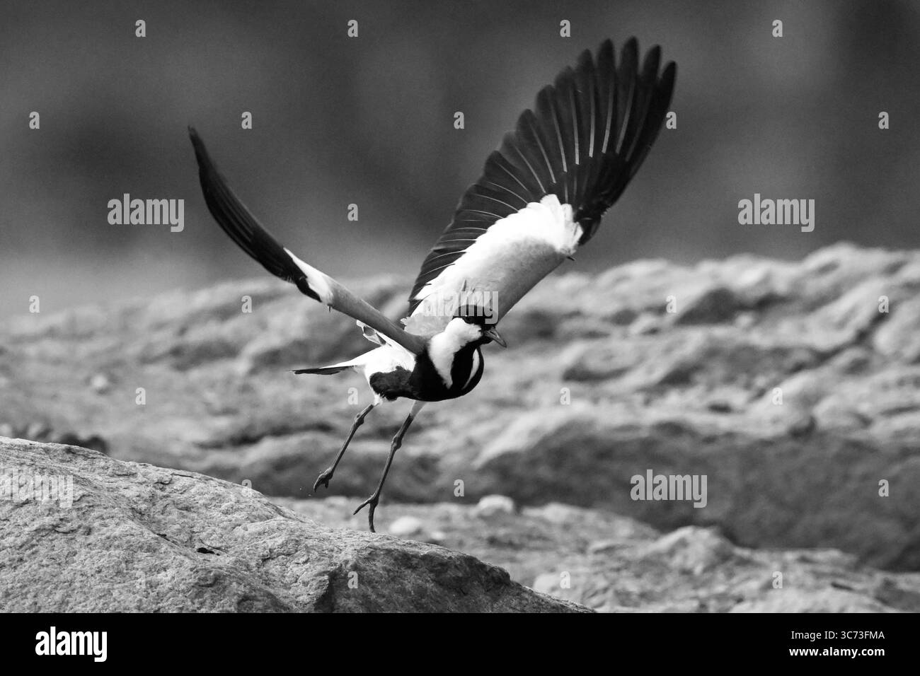 Mono spur-winged lapwing spreads wings taking off Stock Photo - Alamy
