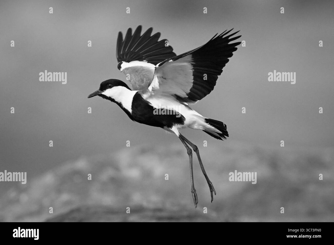 Mono spur-winged lapwing takes off over rock Stock Photo - Alamy