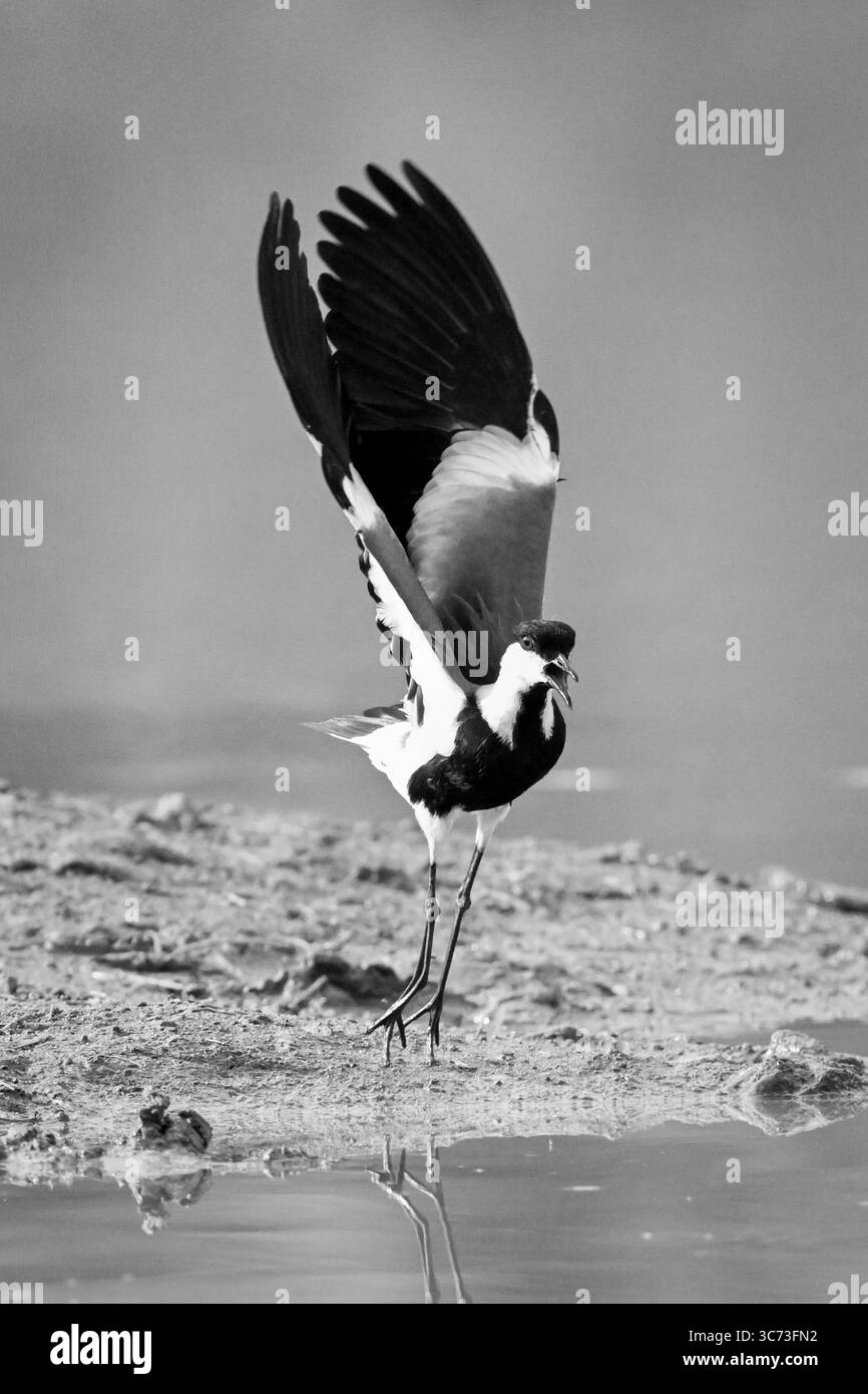 Mono spur-winged lapwing takes off from mud Stock Photo - Alamy