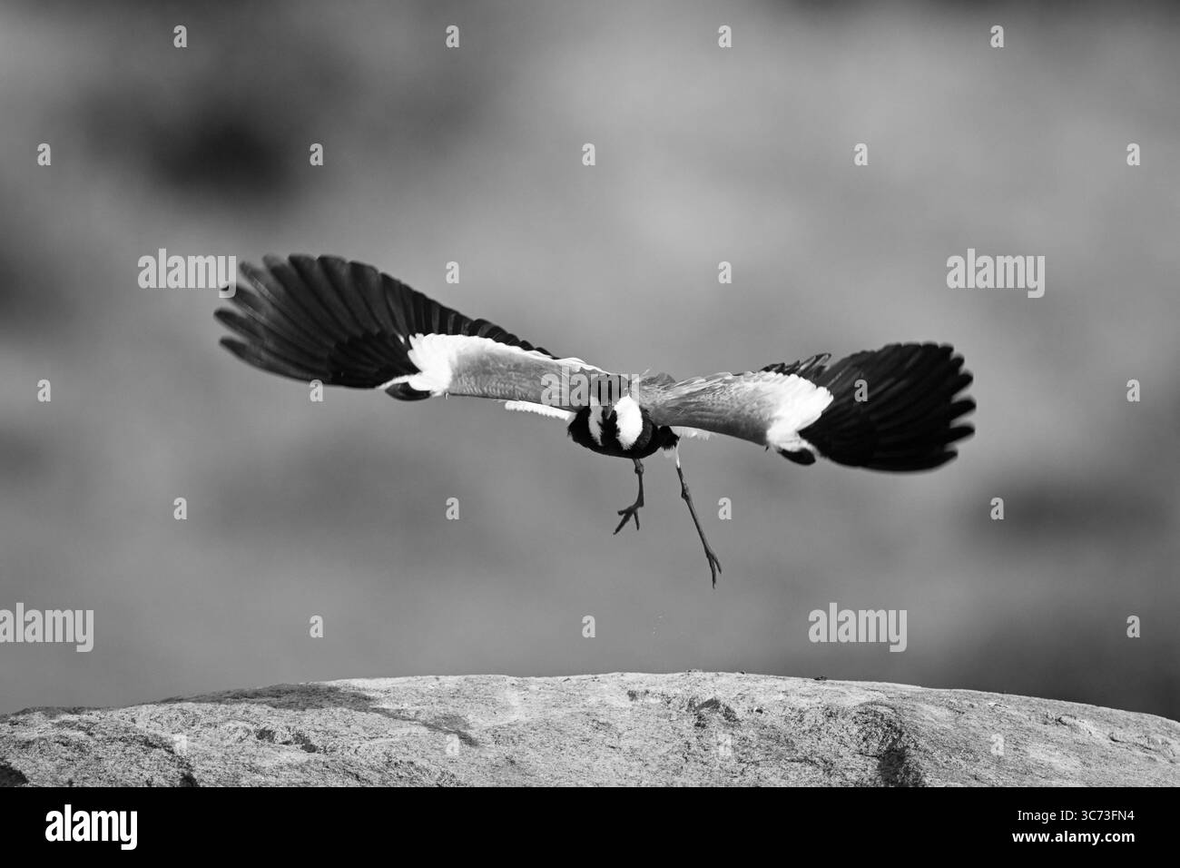 Mono spur-winged lapwing takes off from rock Stock Photo - Alamy