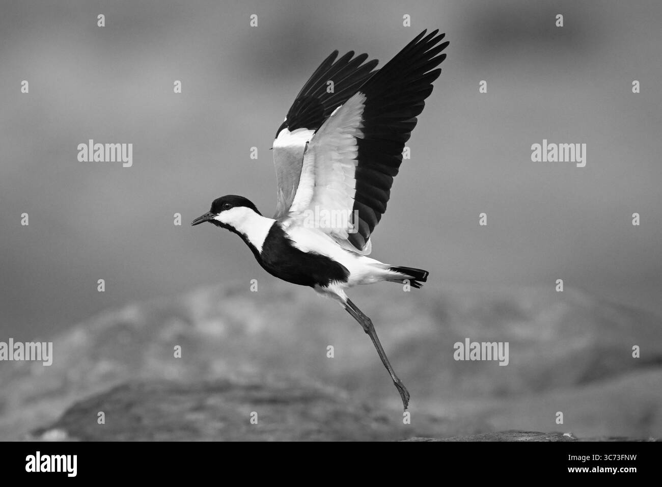 Mono spur-winged lapwing takes off from rocks Stock Photo - Alamy